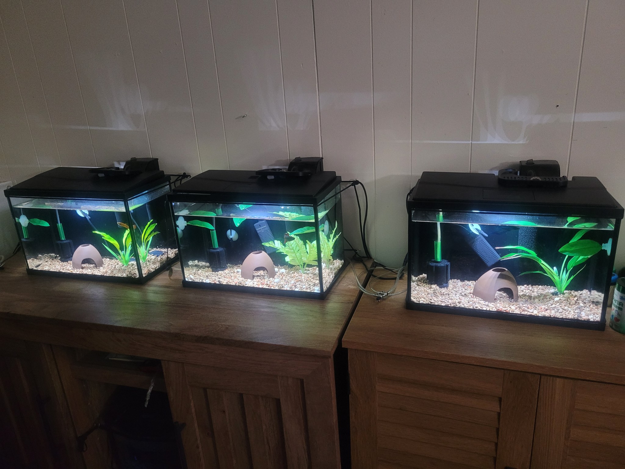 Tank size – Betta Universe