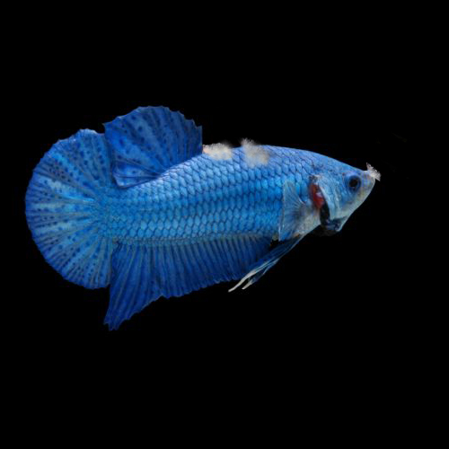 Columnaris – Betta Universe