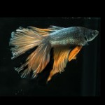 Fin Rot – Betta Universe