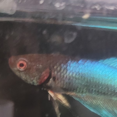 Gill flukes – Betta Universe