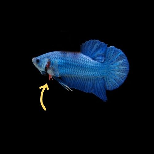 Camallanus Worms – Betta Universe